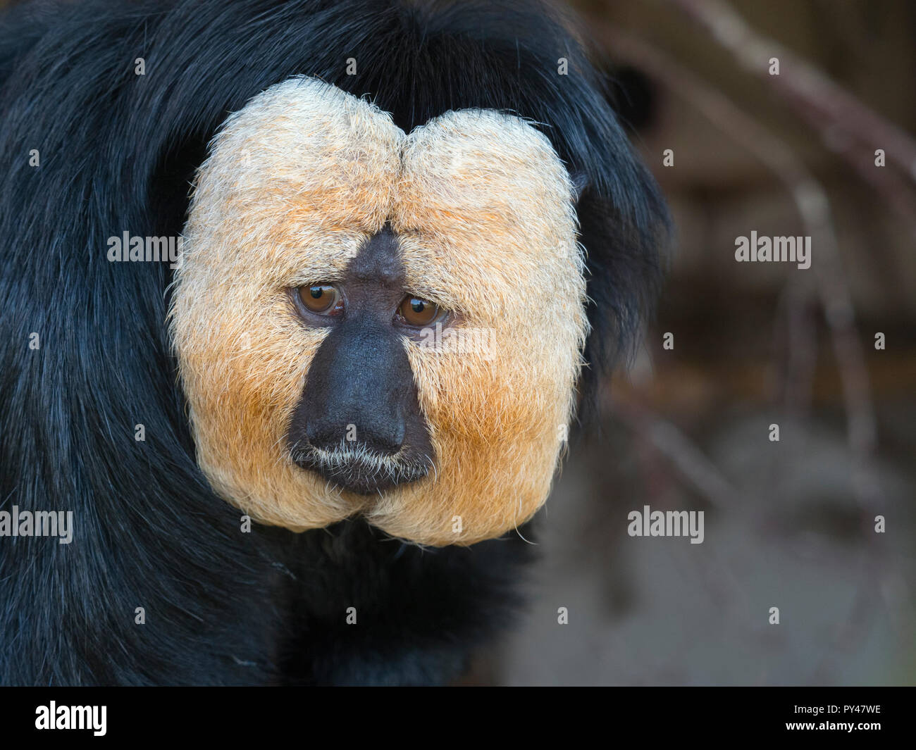 White-faced saki Pithecia pithecia Captive portrait Stock Photo - Alamy