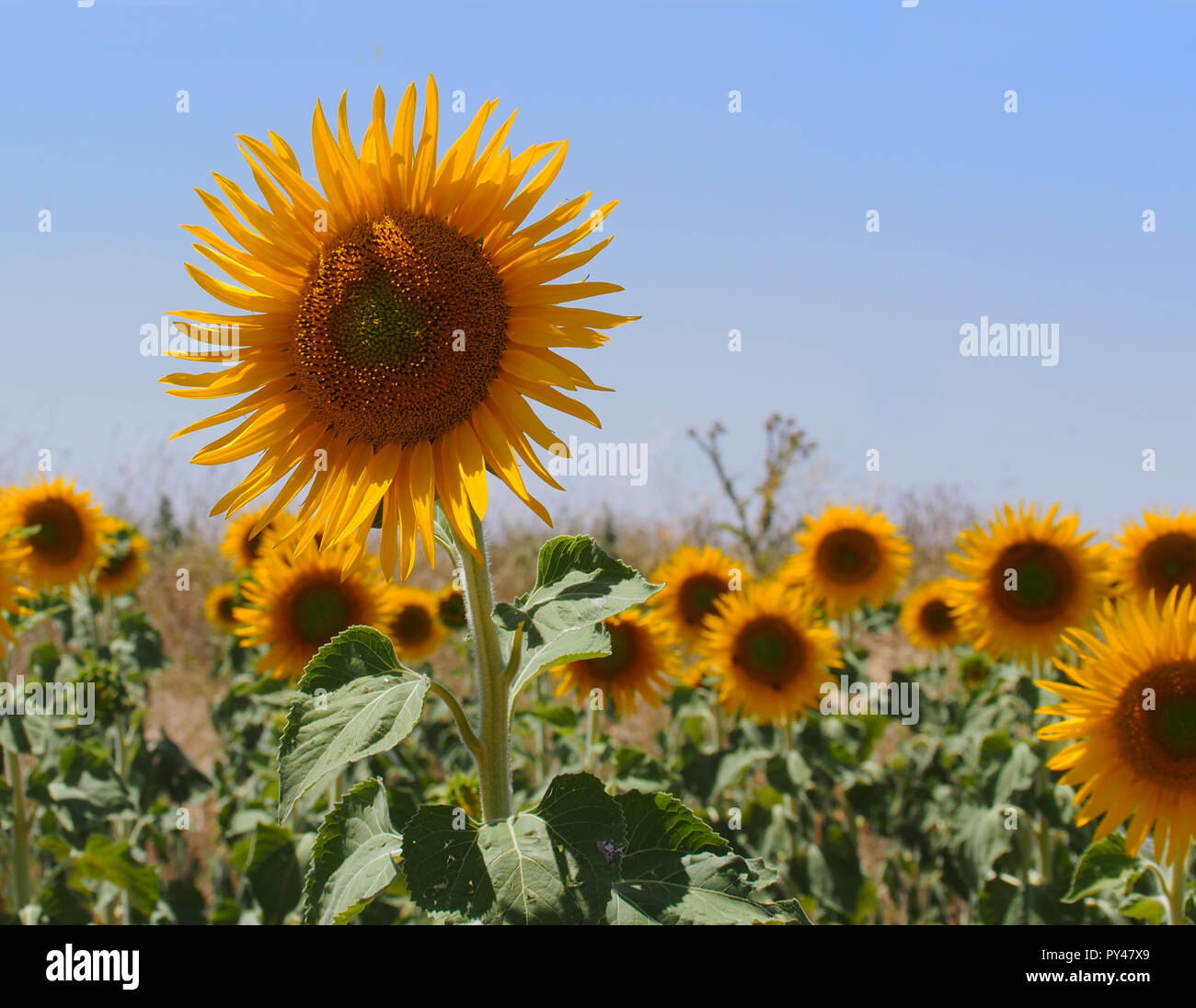 Sunflowers texture and background for designers. Macro view of ...