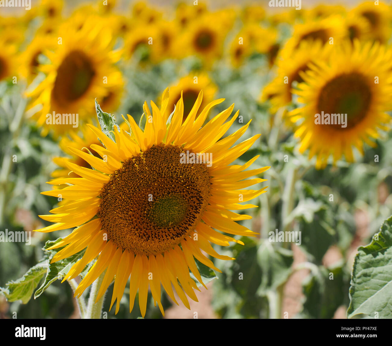 Sunflowers texture and background for designers. Macro view of ...
