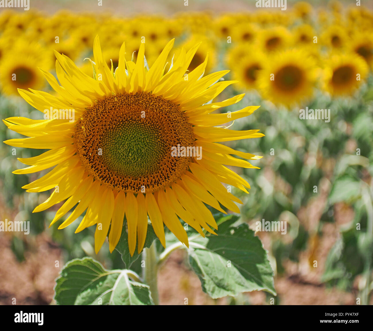 Sunflowers texture and background for designers. Macro view of ...