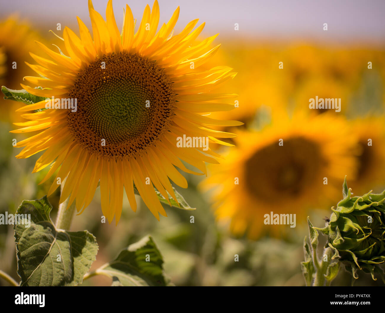 Sunflowers texture and background for designers. Macro view of ...