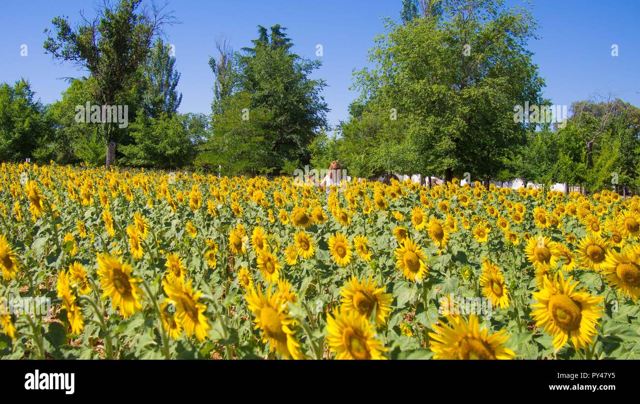 Sunflowers texture and background for designers. Macro view of ...