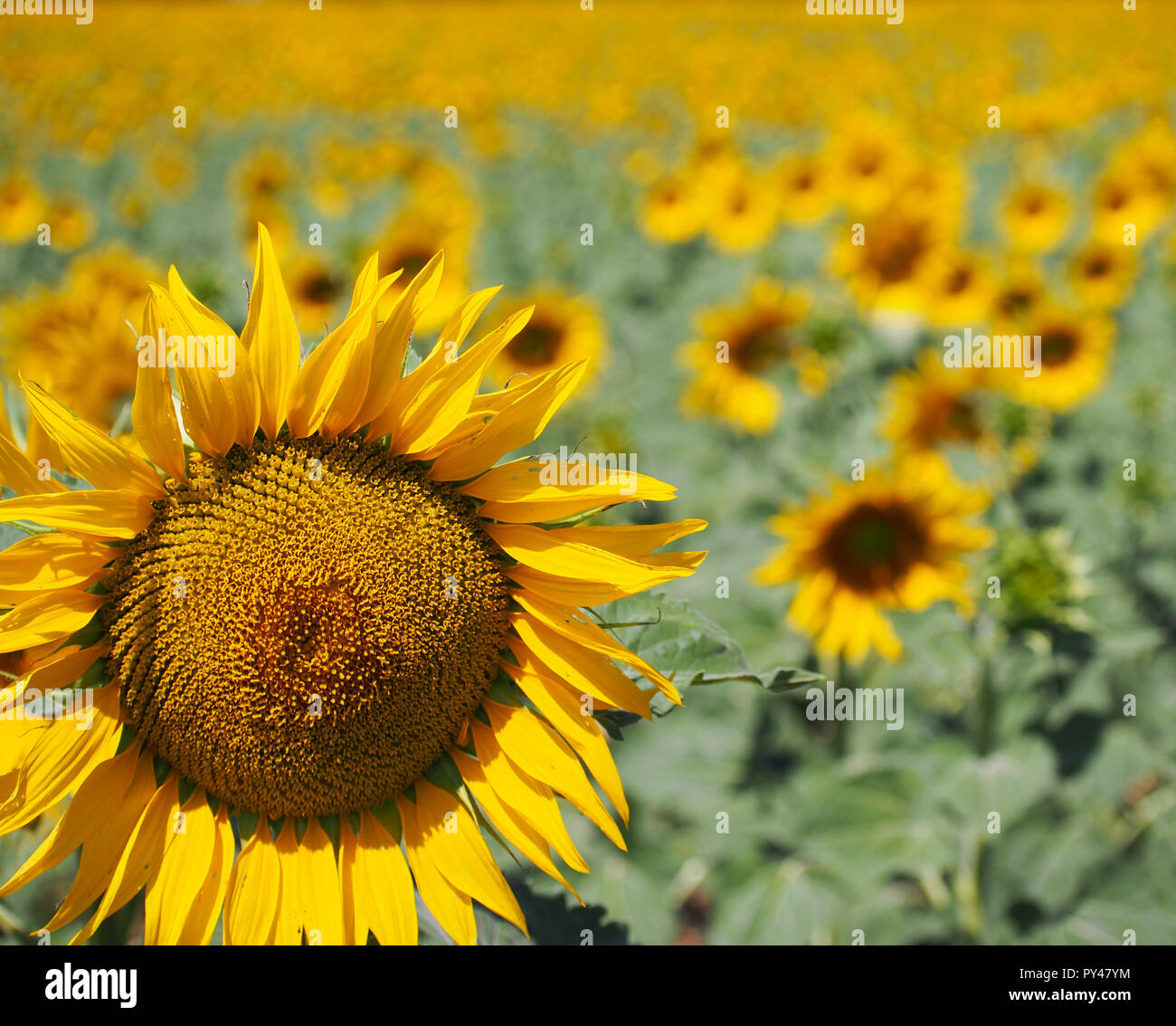 Sunflowers texture and background for designers. Macro view of ...