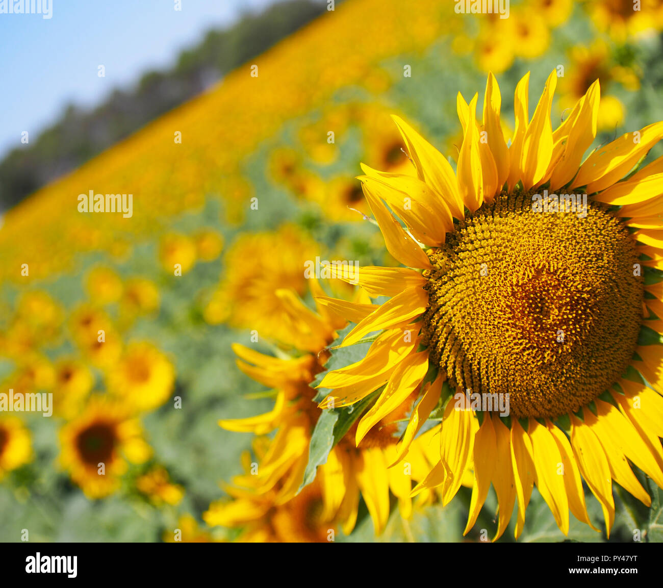 Sunflowers texture and background for designers. Macro view of ...