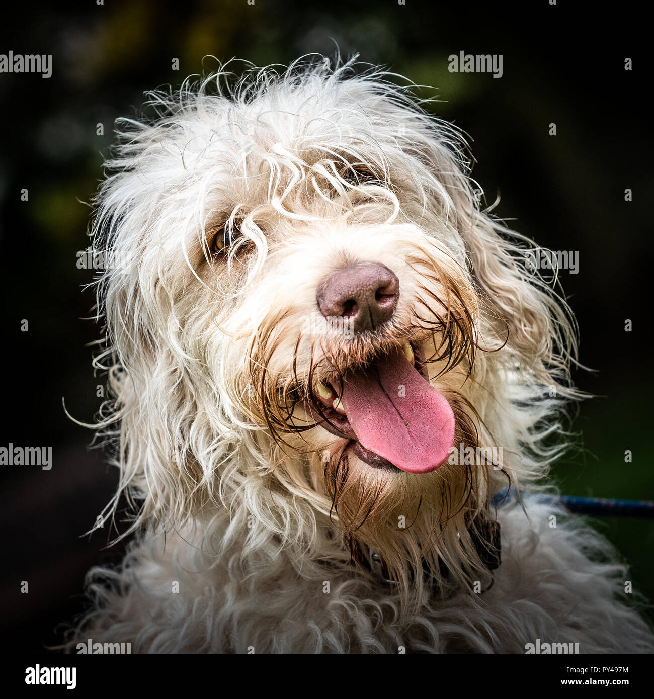 Elvis dog hi-res stock photography and images - Alamy