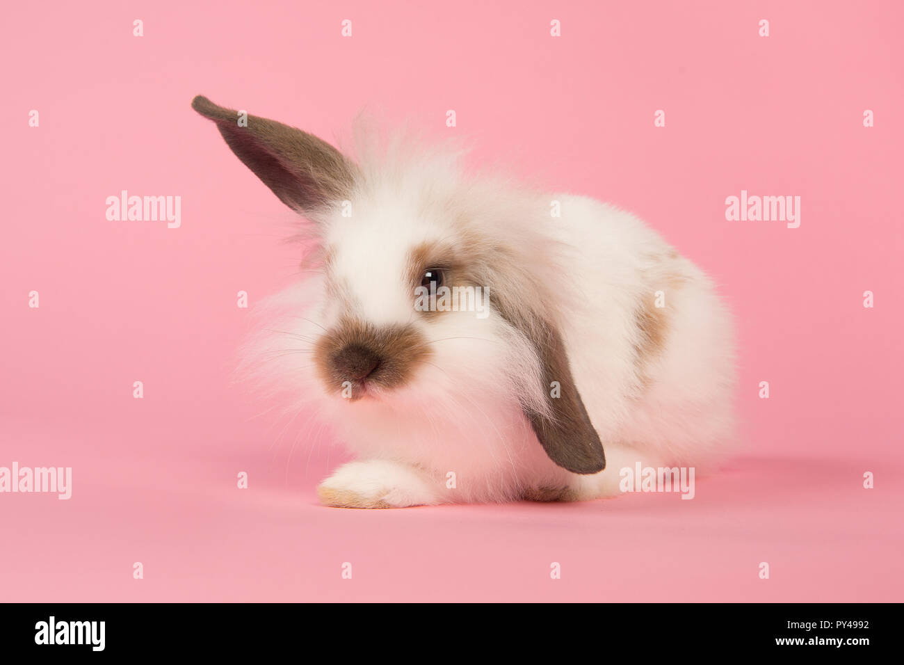 Cute white and brown rabbit bunny sitting on a pink background Stock ...