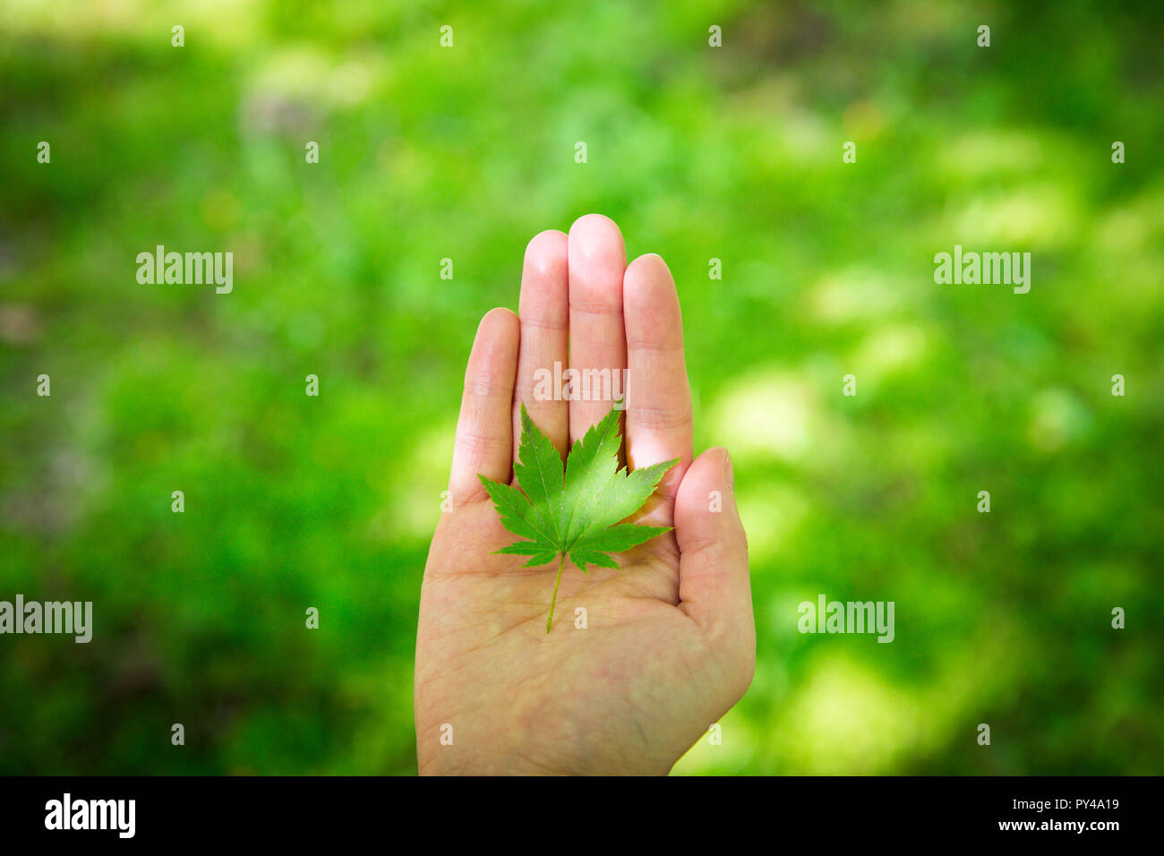 Greenery Concept photo, relaxing in nature. eco life and healing. 112 ...