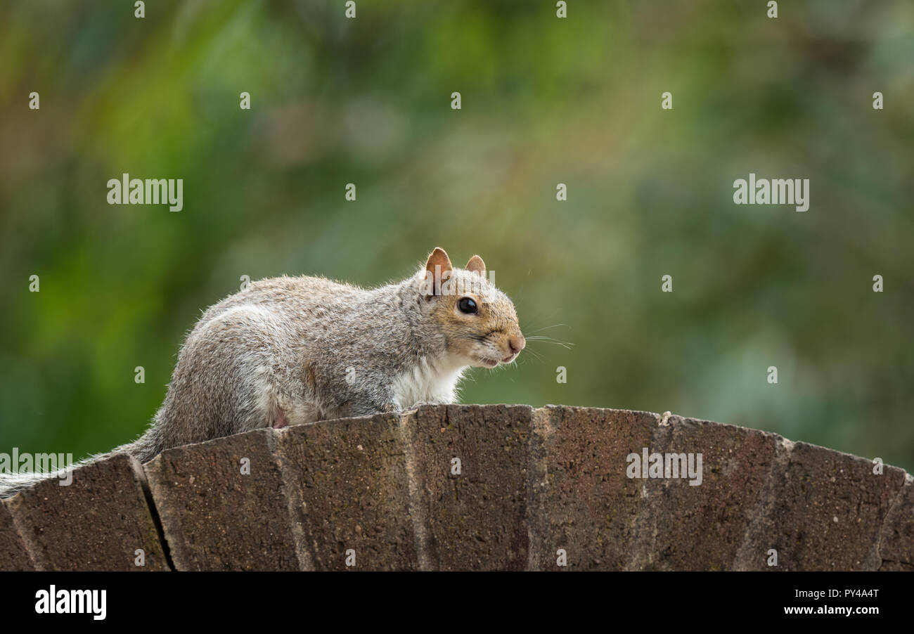 Squirrel nut cartoon illustration hi-res stock photography and images ...