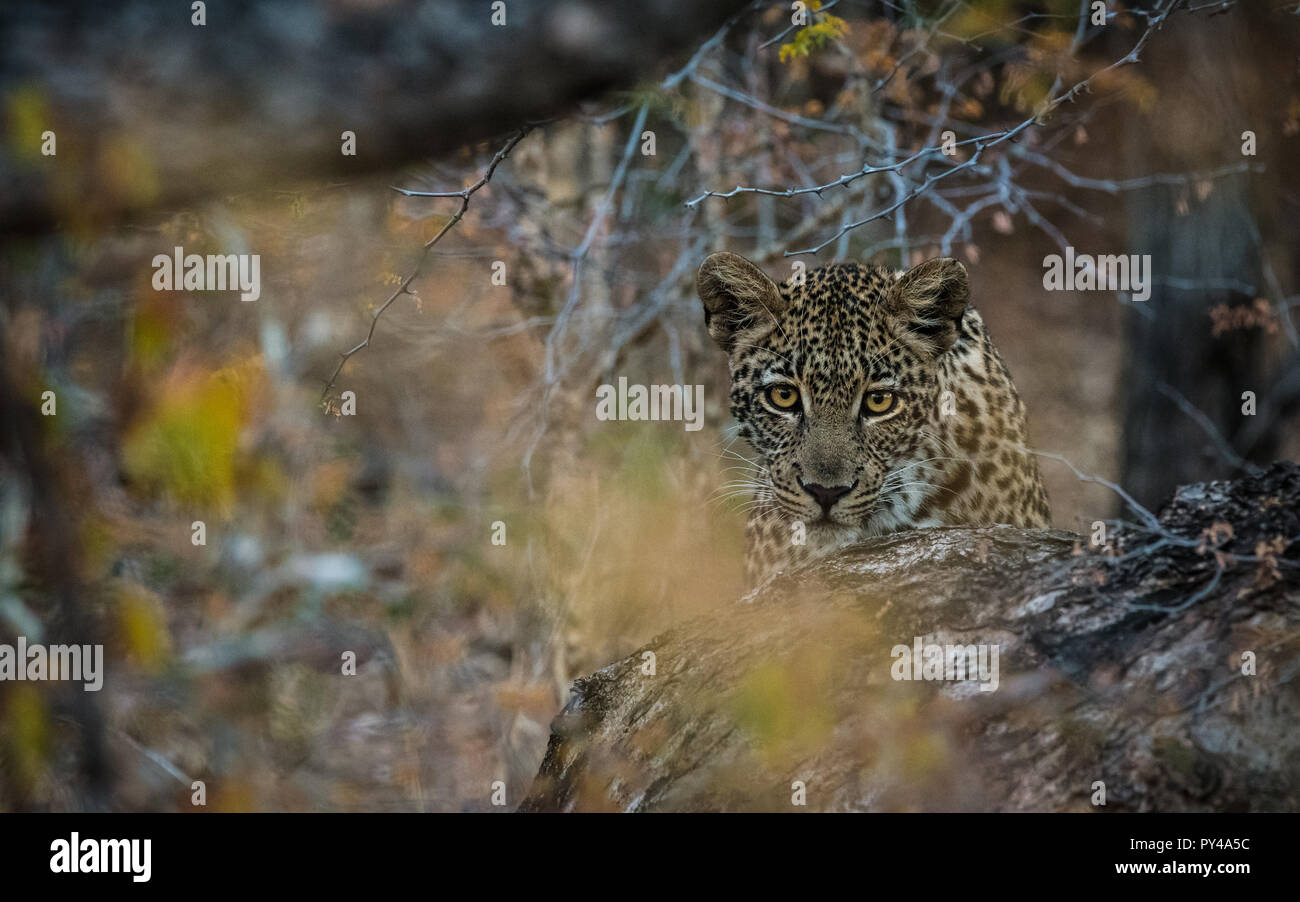 A young lepoard peaking through the bush in South Africa Stock Photo ...