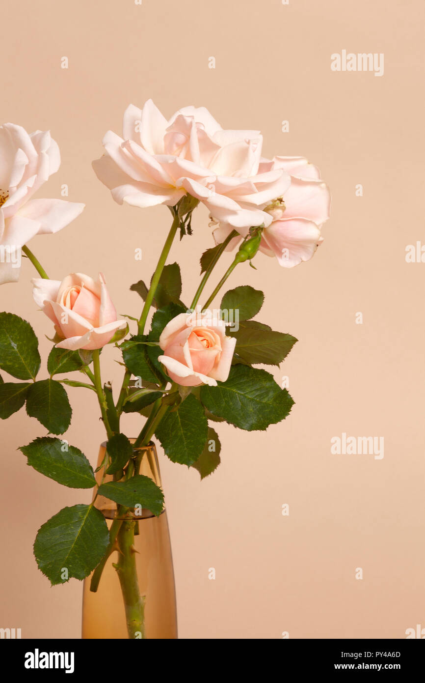 Pale flowers hi-res stock photography and images - Alamy