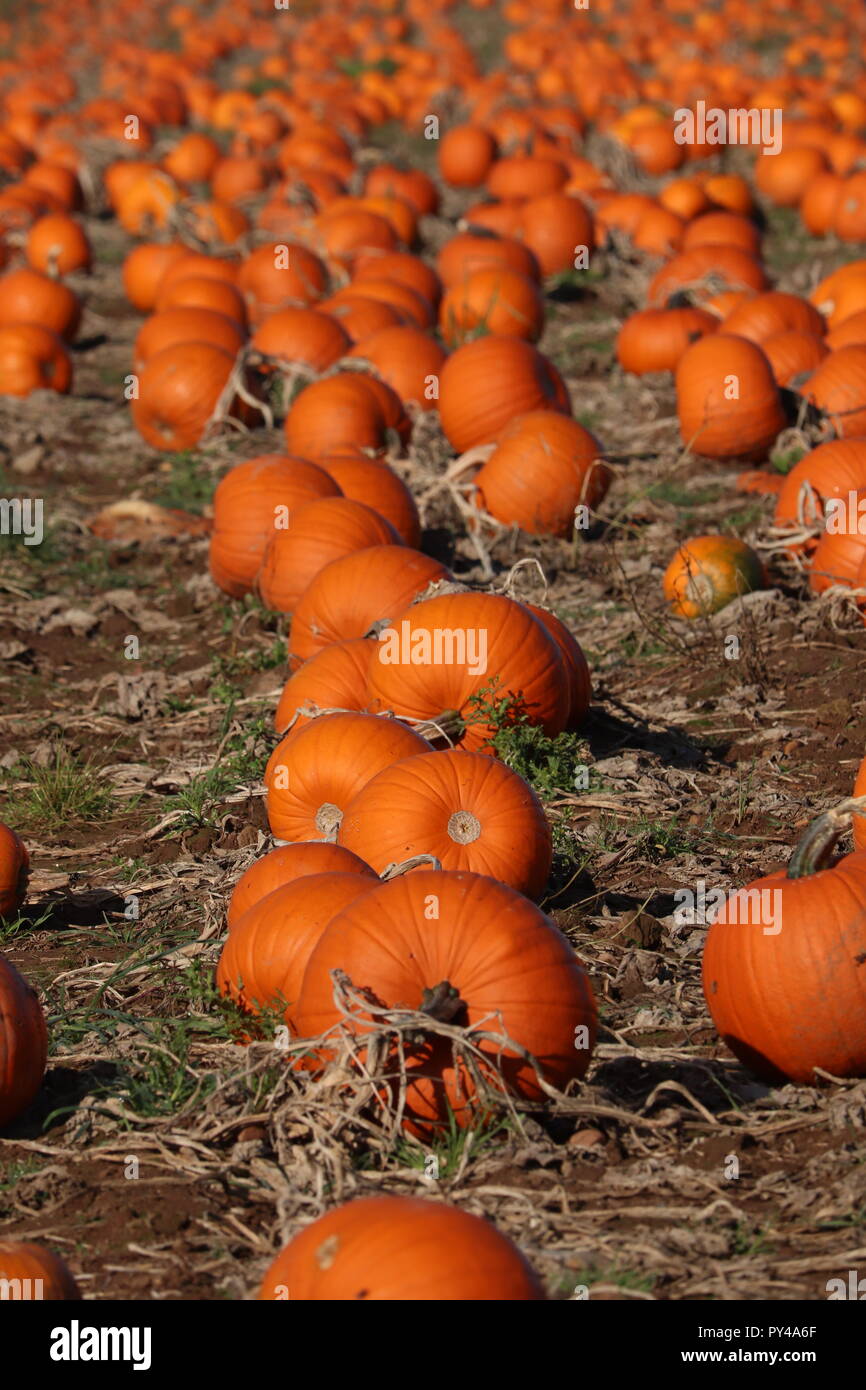 Halloween holiday pumpkin patch.all,shapes colours and sizes to pick in ...