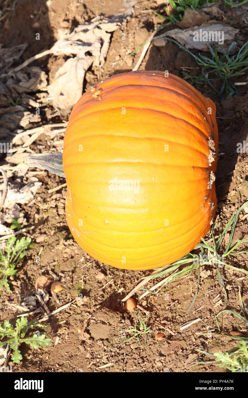 Halloween holiday pumpkin patch.all,shapes colours and sizes to pick in ...