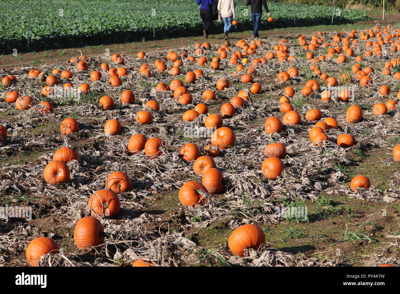Halloween holiday pumpkin patch.all,shapes colours and sizes to pick in ...