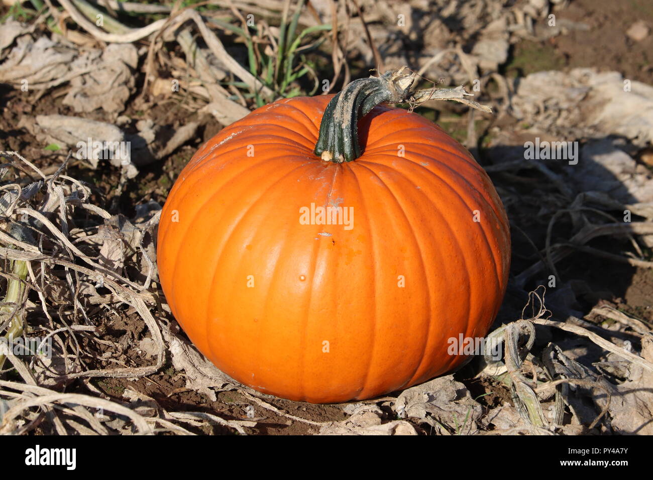 Halloween holiday pumpkin patch.all,shapes colours and sizes to pick in ...