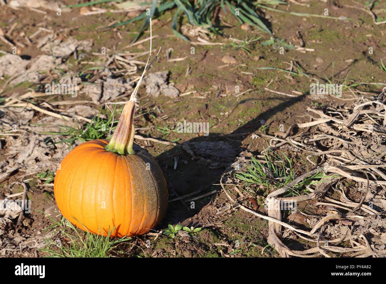 Halloween holiday pumpkin patch.all,shapes colours and sizes to pick in ...