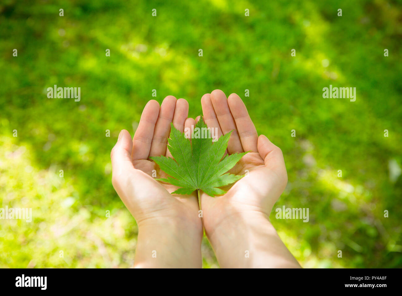 Greenery Concept photo, relaxing in nature. eco life and healing. 110 ...