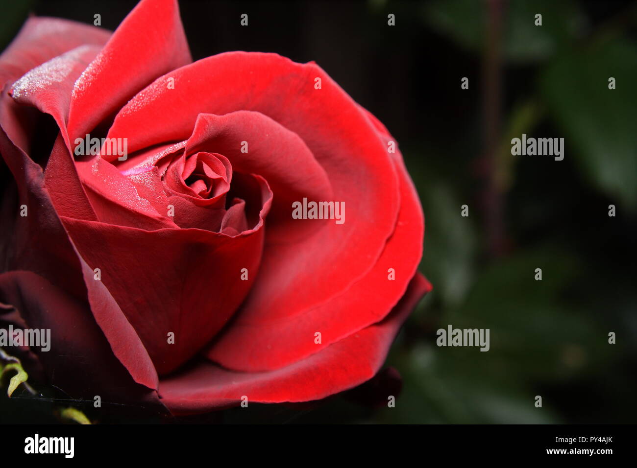 Dark Red Rose Stock Photo - Alamy