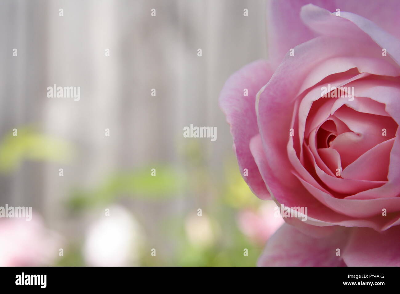 Rose 'Blushing Pink' Stock Photo - Alamy