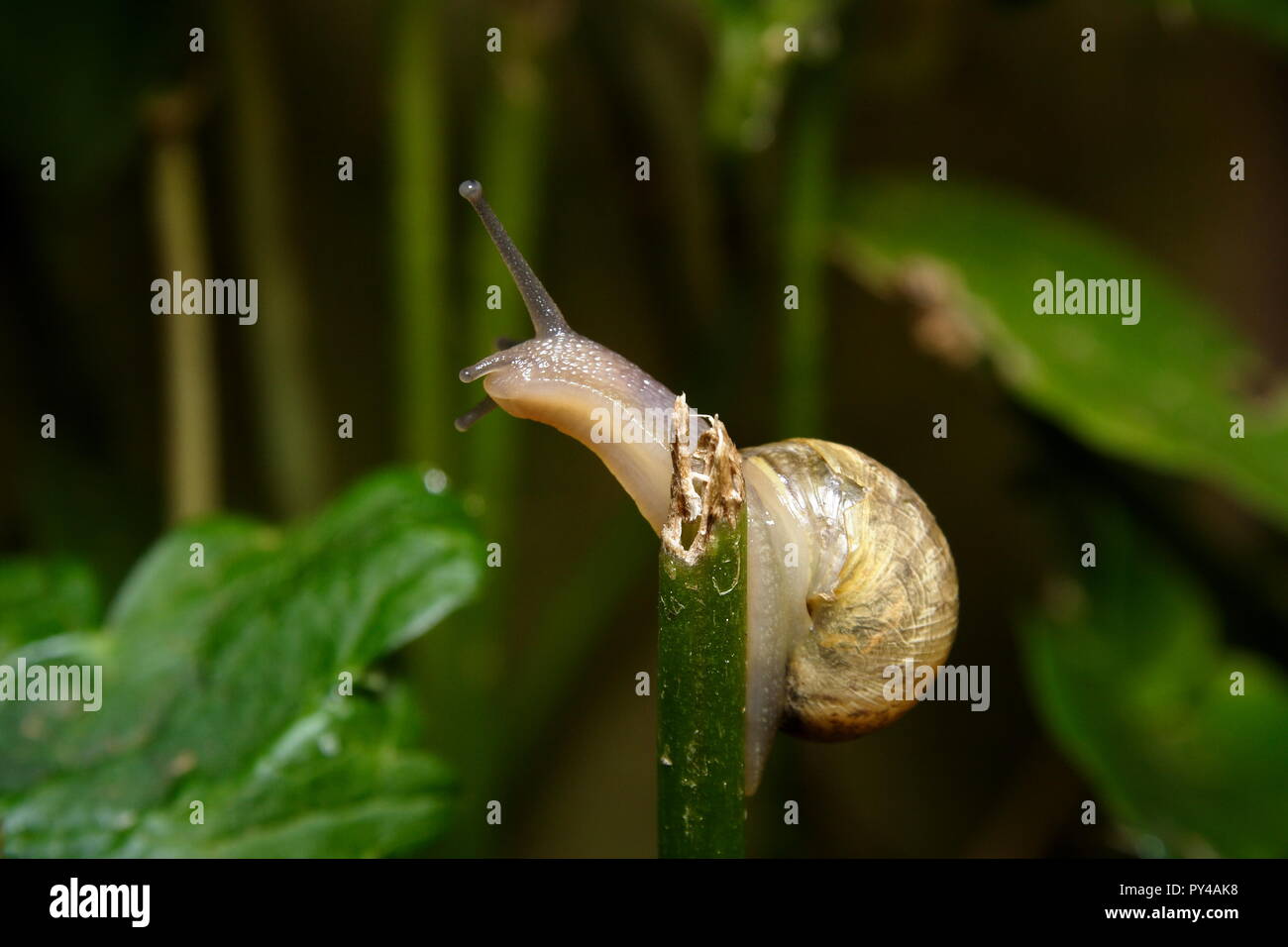 A common garden Snail on top of a broken weed stem Stock Photo - Alamy