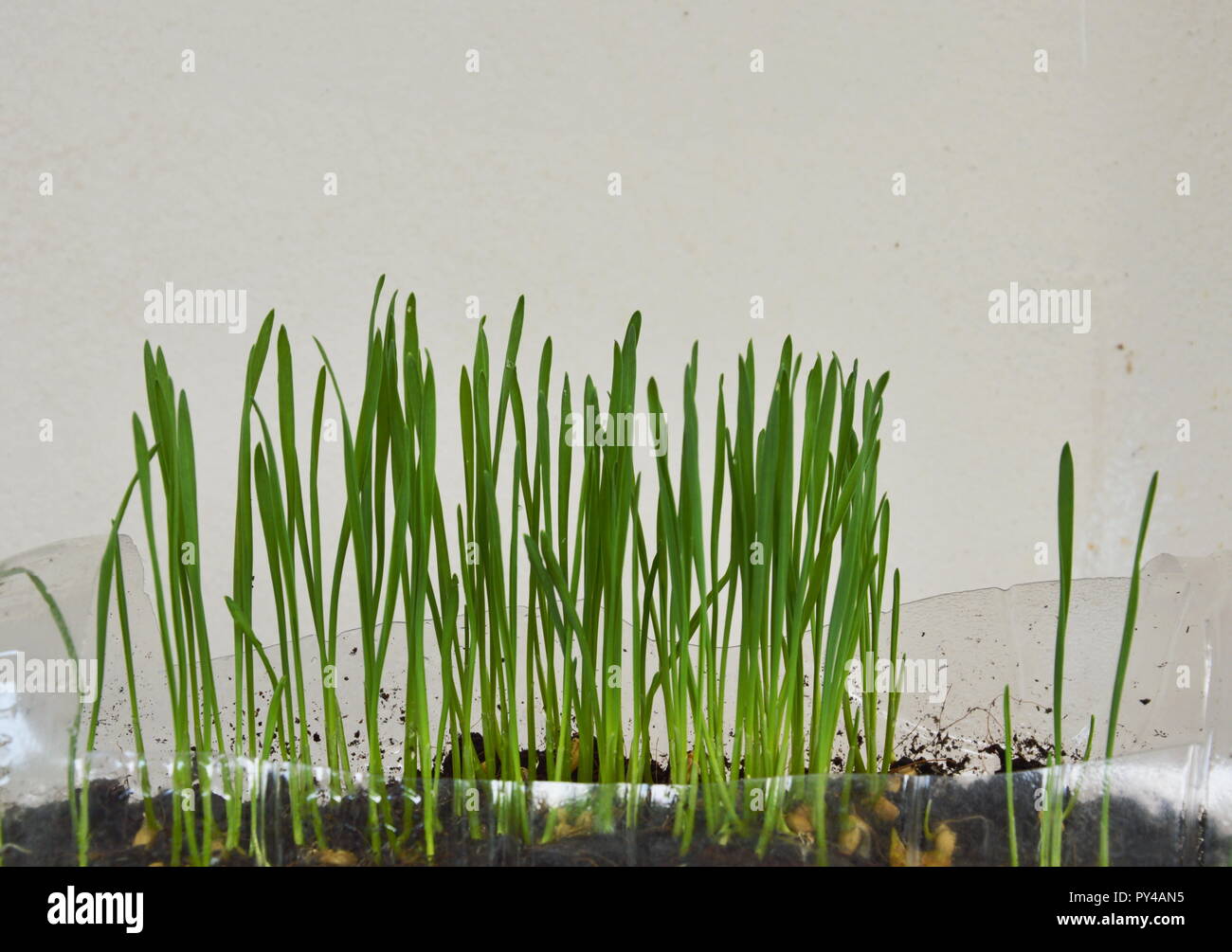wheat grass for feeding pet grow in plastic bottle Stock Photo - Alamy