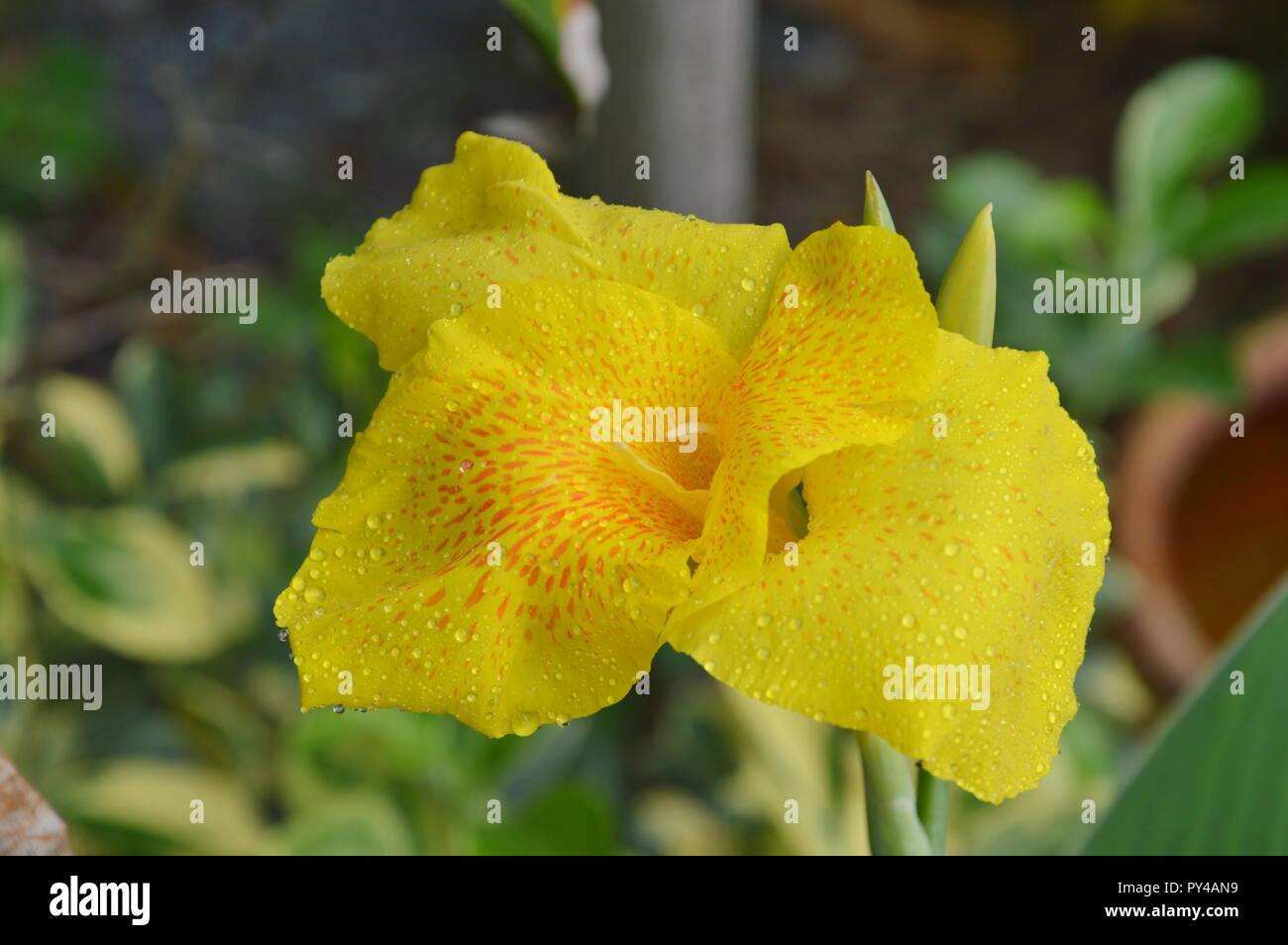 Canna lily pool hi-res stock photography and images - Alamy