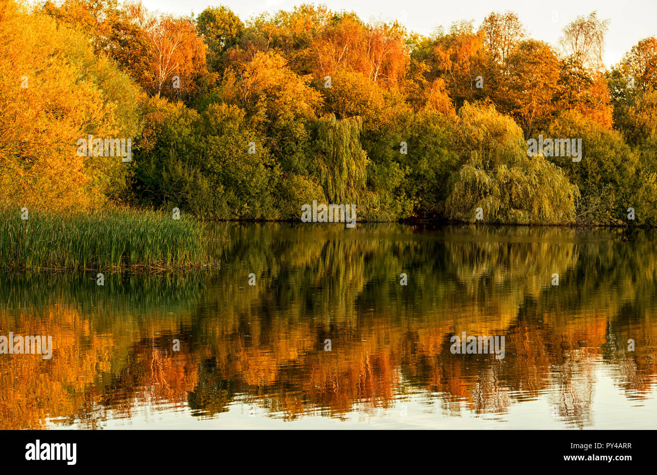 Autumn Reflections at Colwick Country Park in Nottingham ...