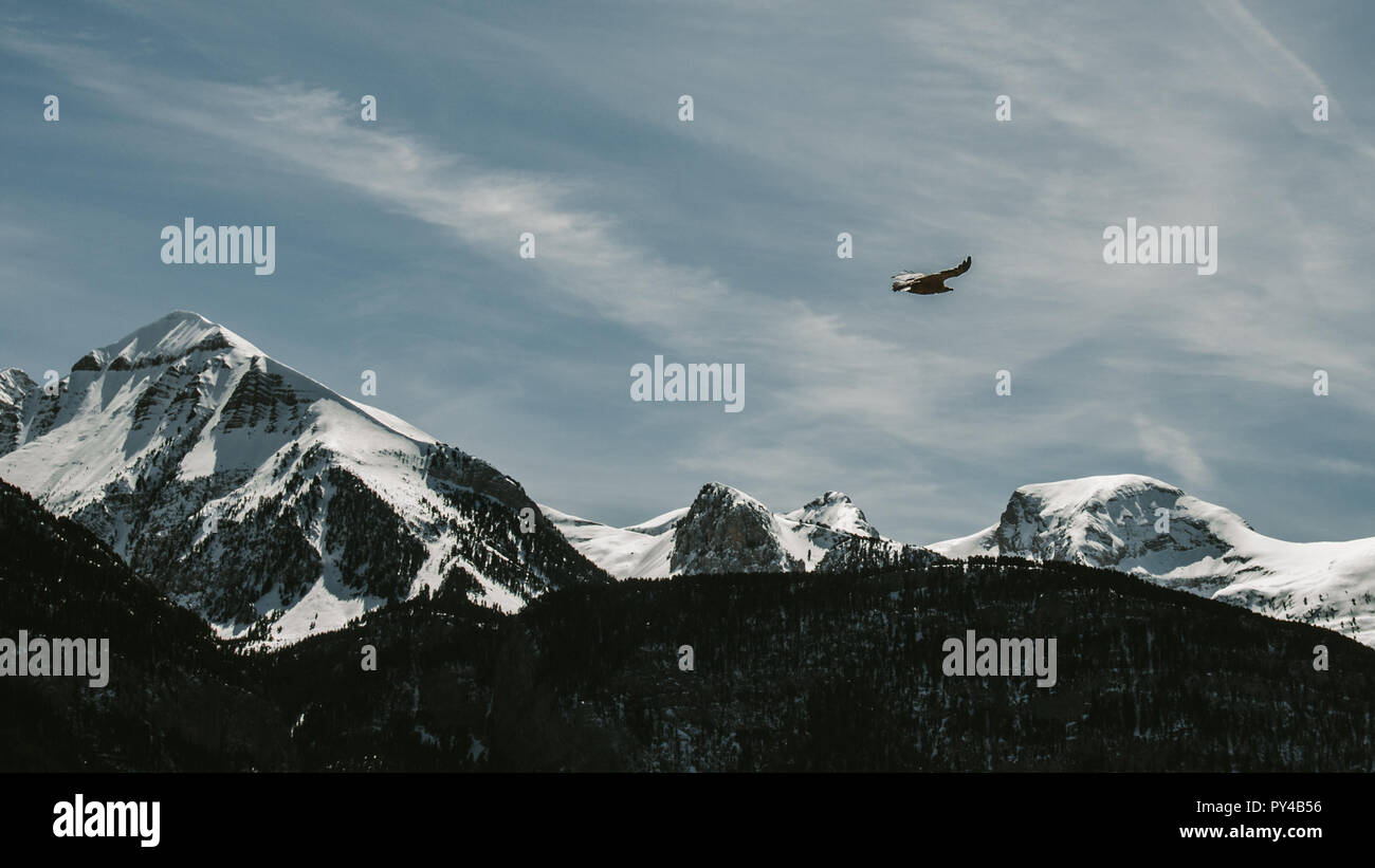 Eagle flying mountain hi-res stock photography and images - Alamy