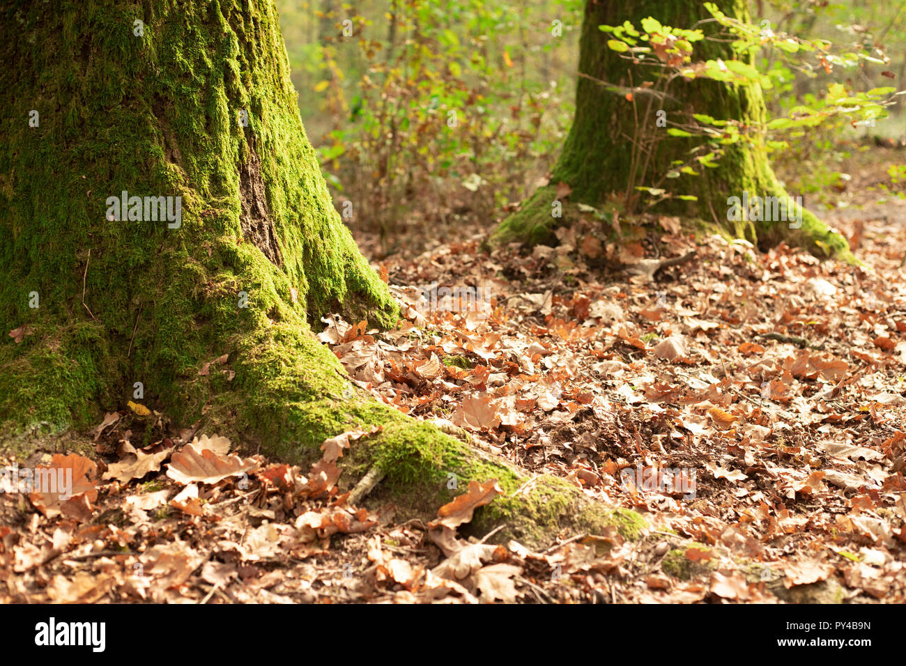 Big, moss covered tree roots in autumn with fallen leaves. Parco Ticino ...