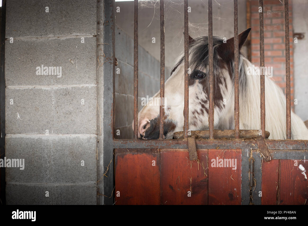 Closed with muzzle hi-res stock photography and images - Alamy