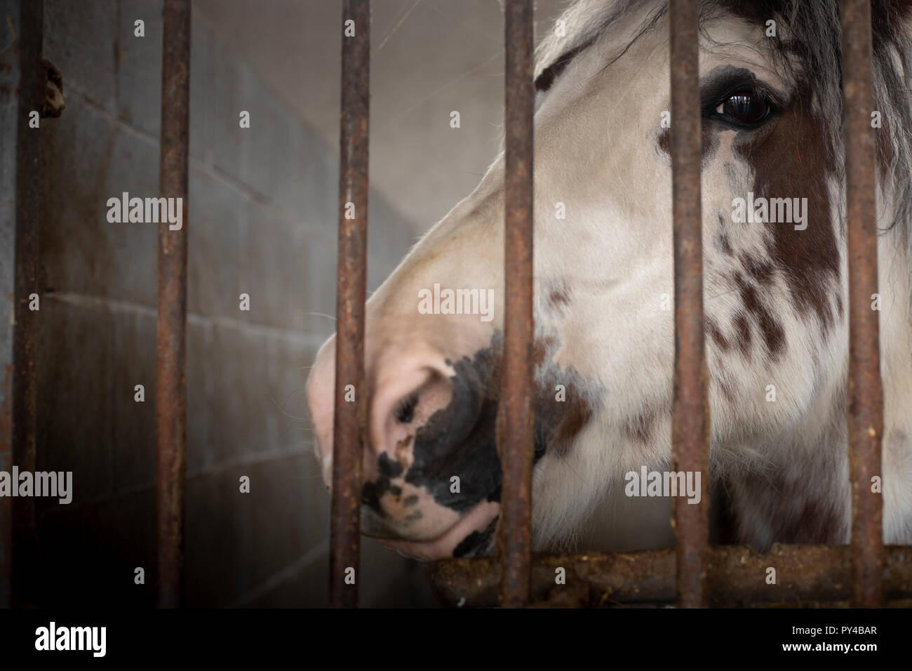 White spotted horse looking through the rusty bars of the stable door ...