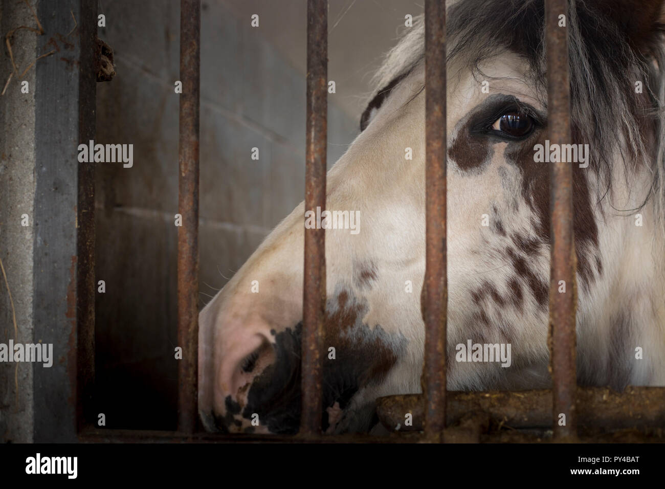 White spotted horse looking through the rusty bars of the stable door ...