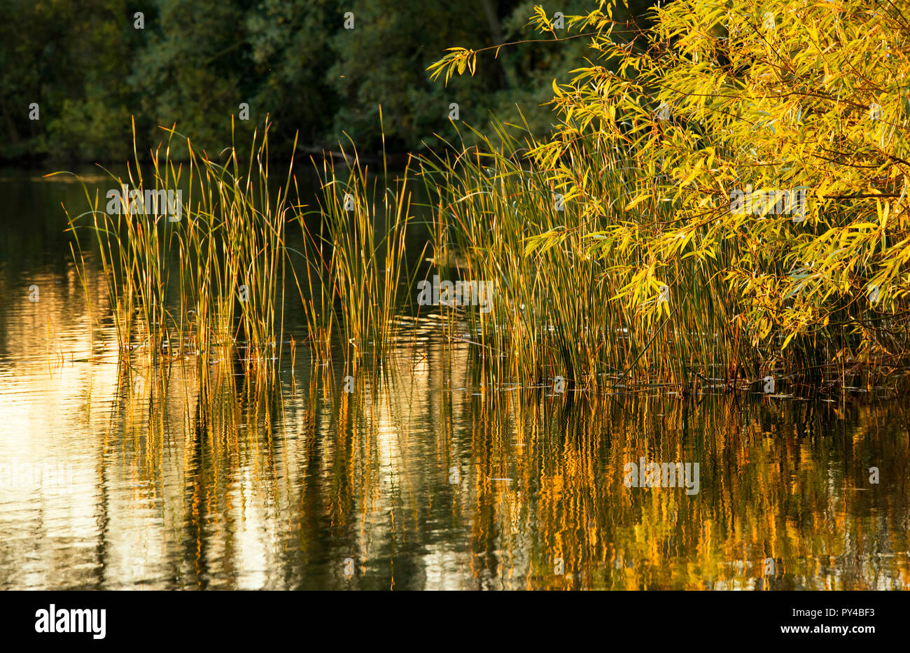 Autumn Reflections at Colwick Country Park in Nottingham ...