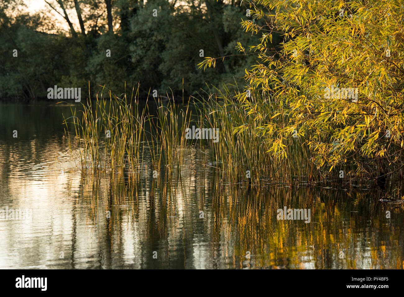 Autumn Reflections at Colwick Country Park in Nottingham ...