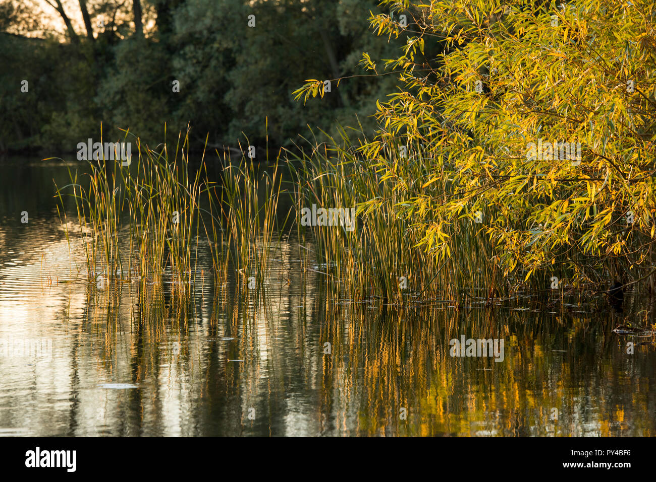 Autumn Reflections at Colwick Country Park in Nottingham ...