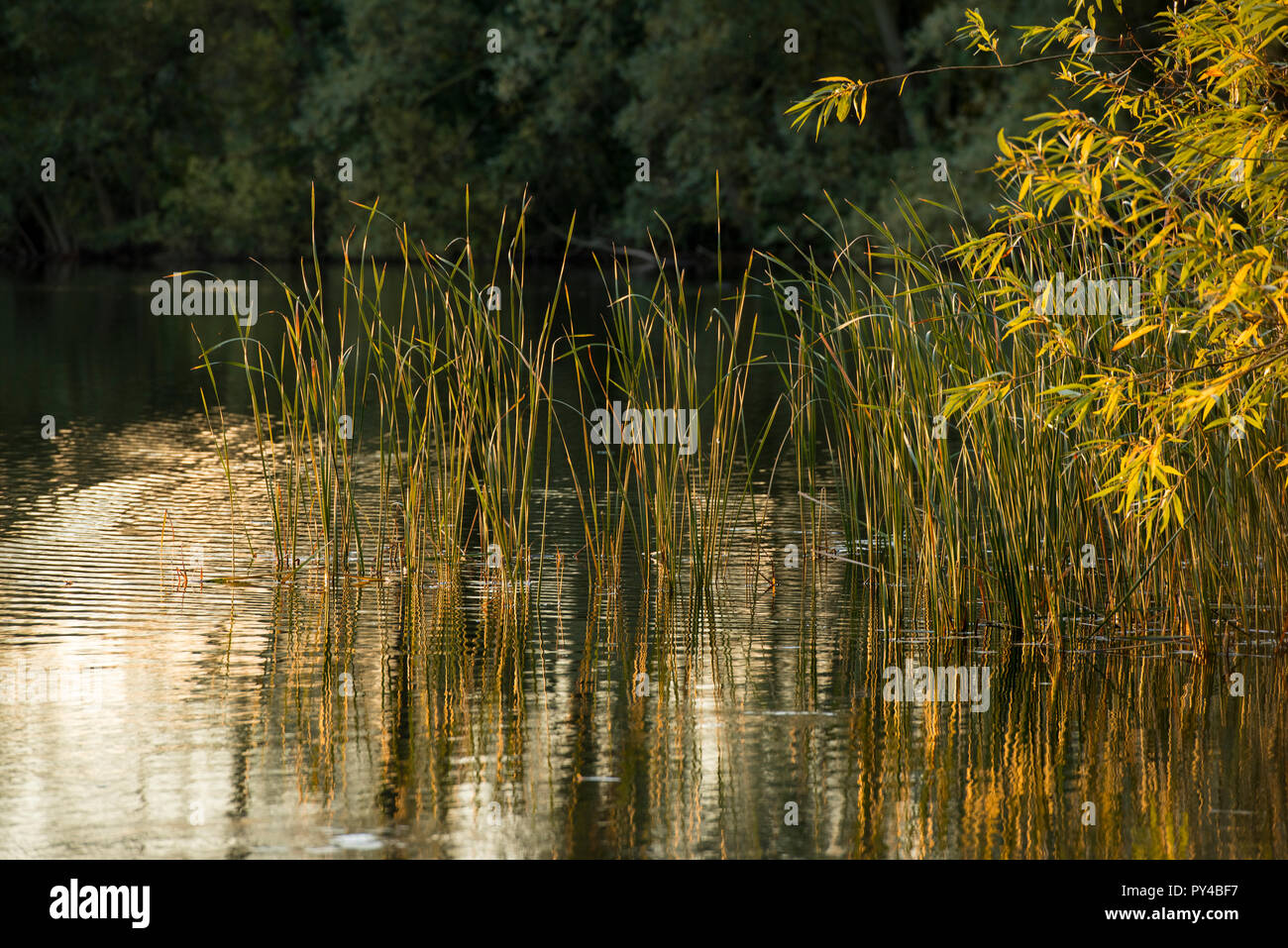 Autumn Reflections at Colwick Country Park in Nottingham ...