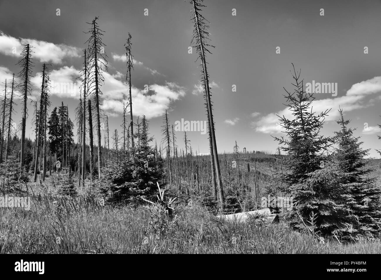 Sumava forest Black and White Stock Photos & Images - Alamy
