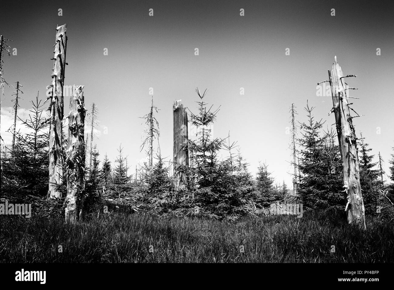 death forest in Sumava national park in Czech republic Stock Photo - Alamy