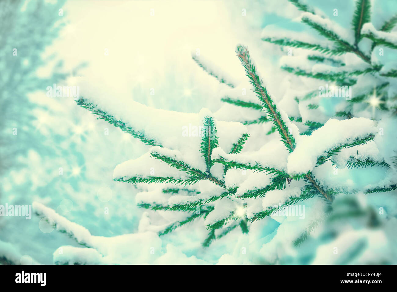 Beautiful fir tree covered snow, closeup. Winter Christmas scenic ...