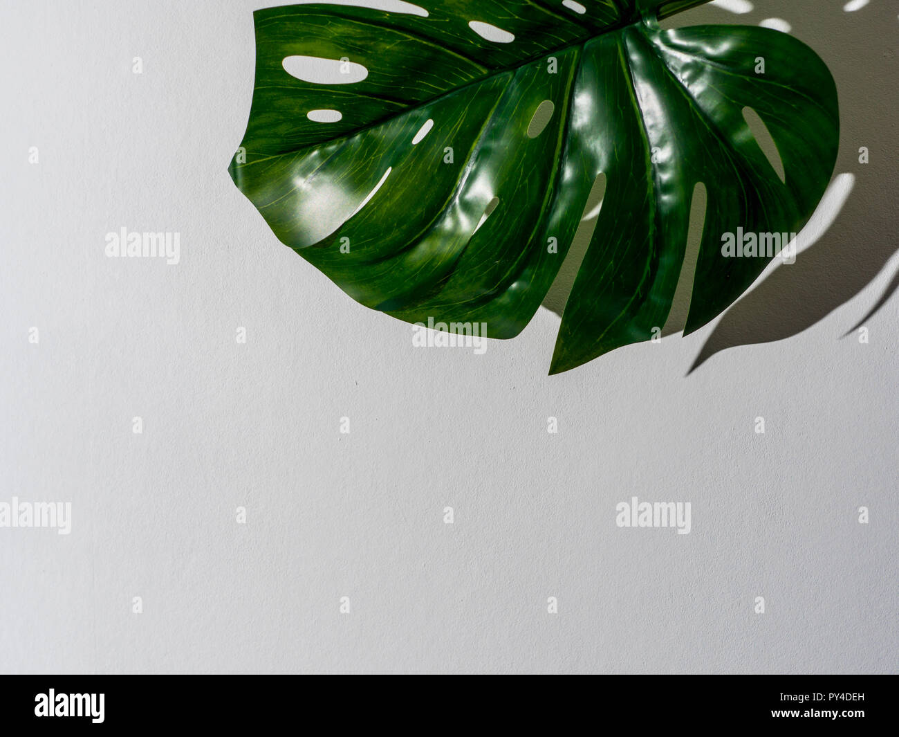 Monstera leaf on gray background. Tropical plant monstera in hard light ...