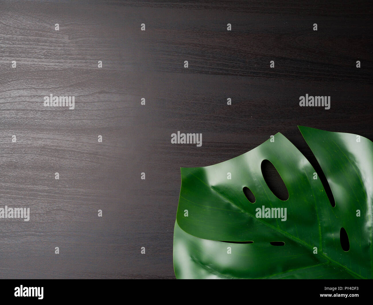 Monstera leaf on black wooden table. Tropical plant monstera on dark ...