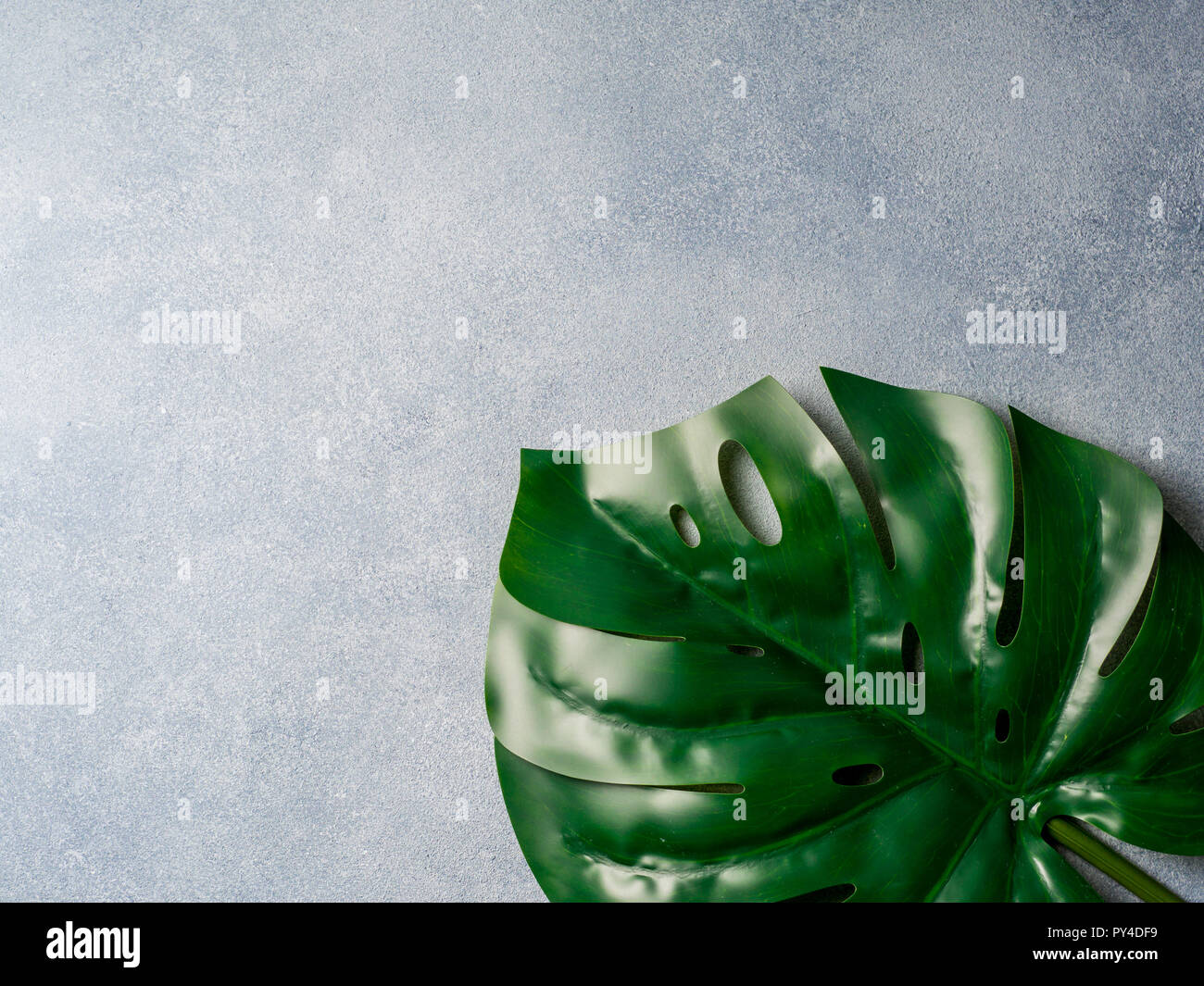 Monstera leaf on gray stone background. Tropical plant monstera in hard ...