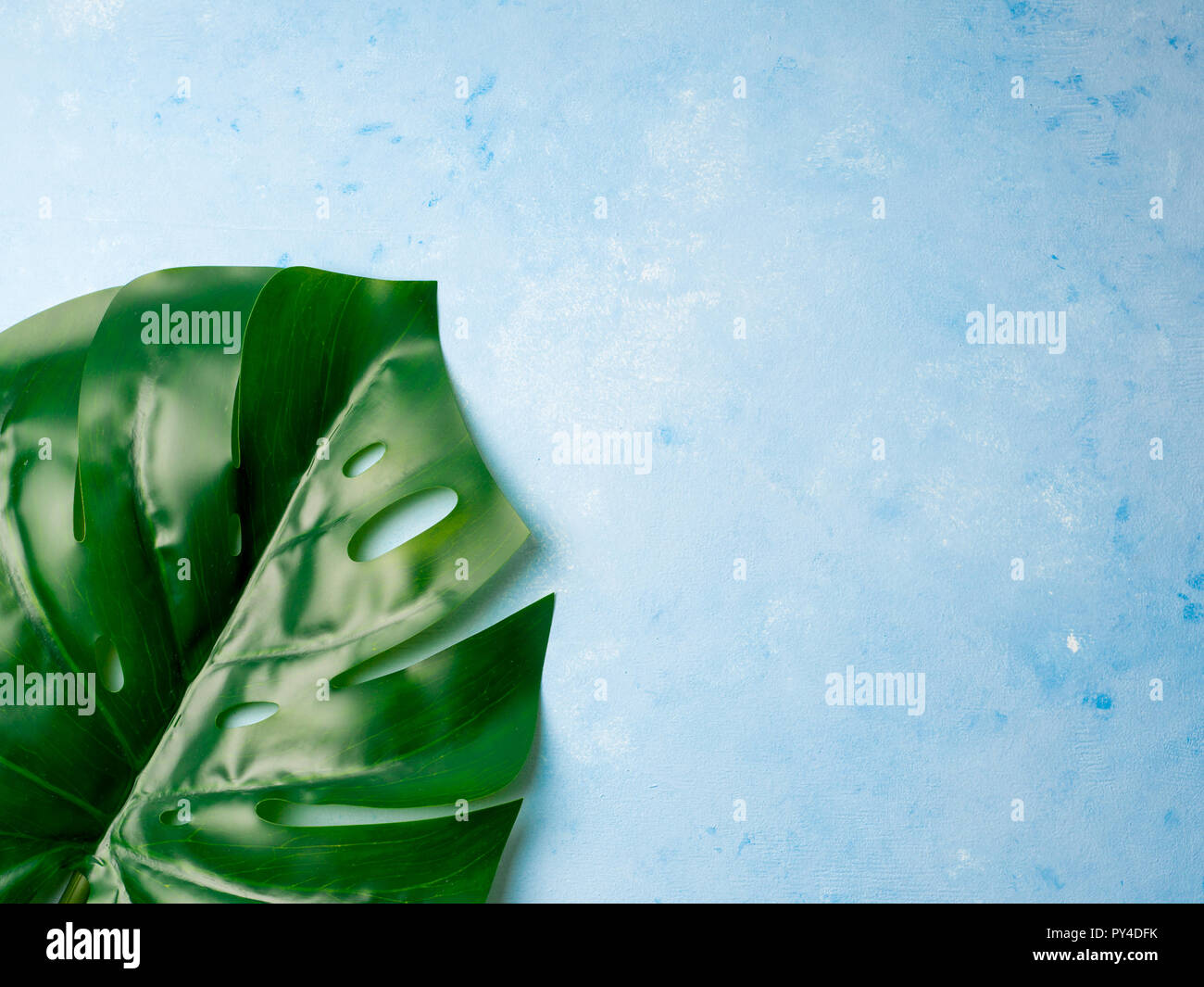 Monstera leaf on blue background. Tropical plant monstera. Copy space ...