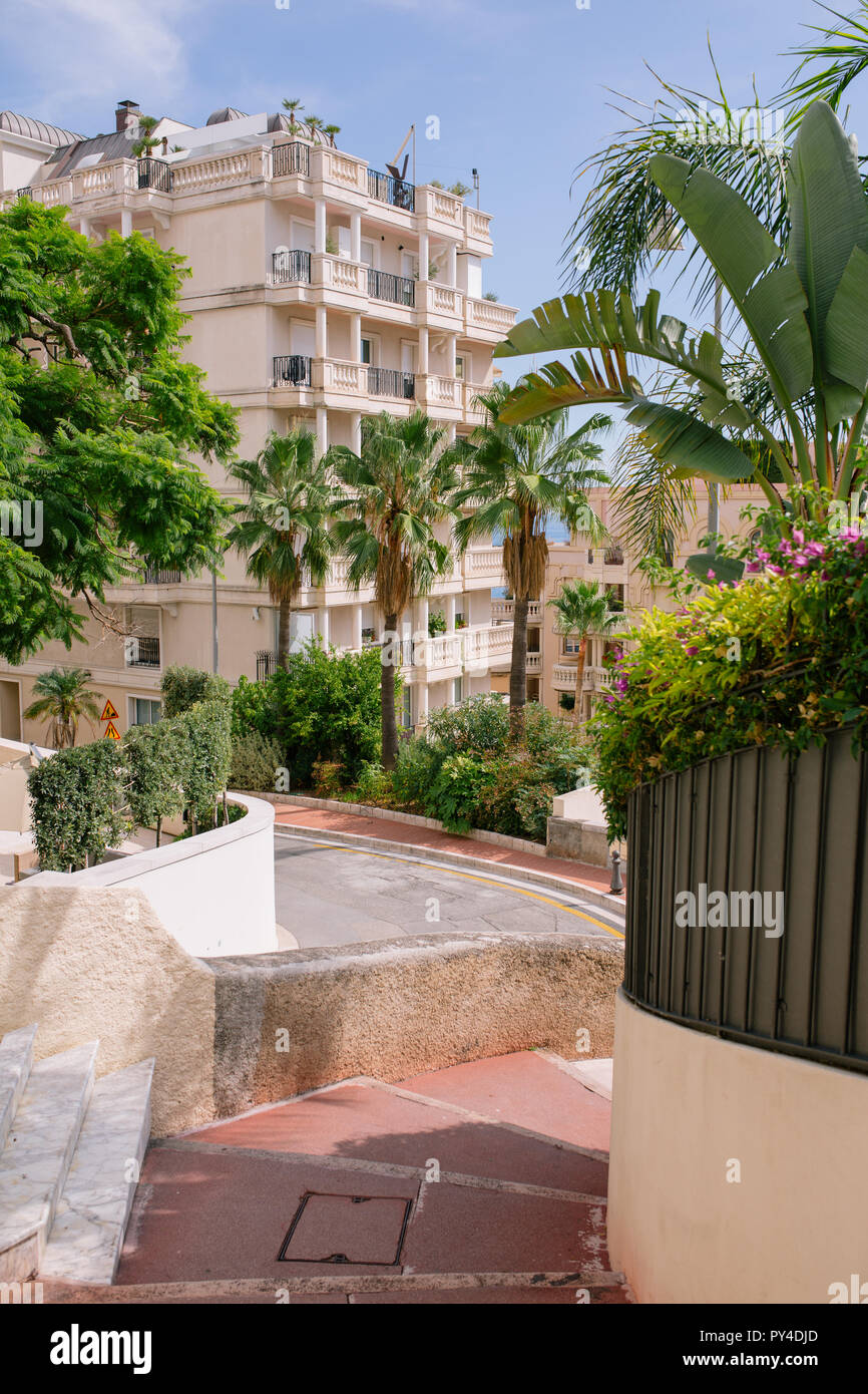 Green trees in Monaco Plum bushes and palm-colored color on the road ...