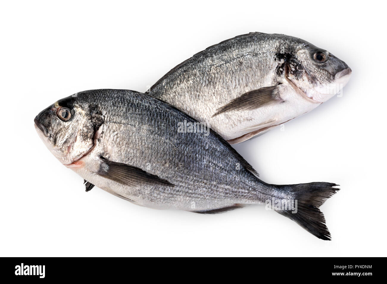 fresh dorado fish isolated on white background Stock Photo - Alamy
