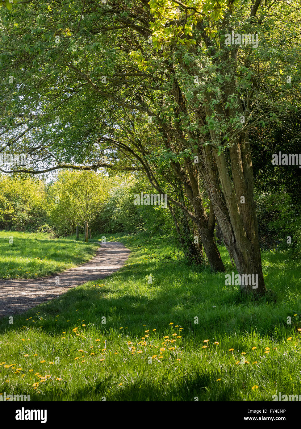 Billingshurst Primary School