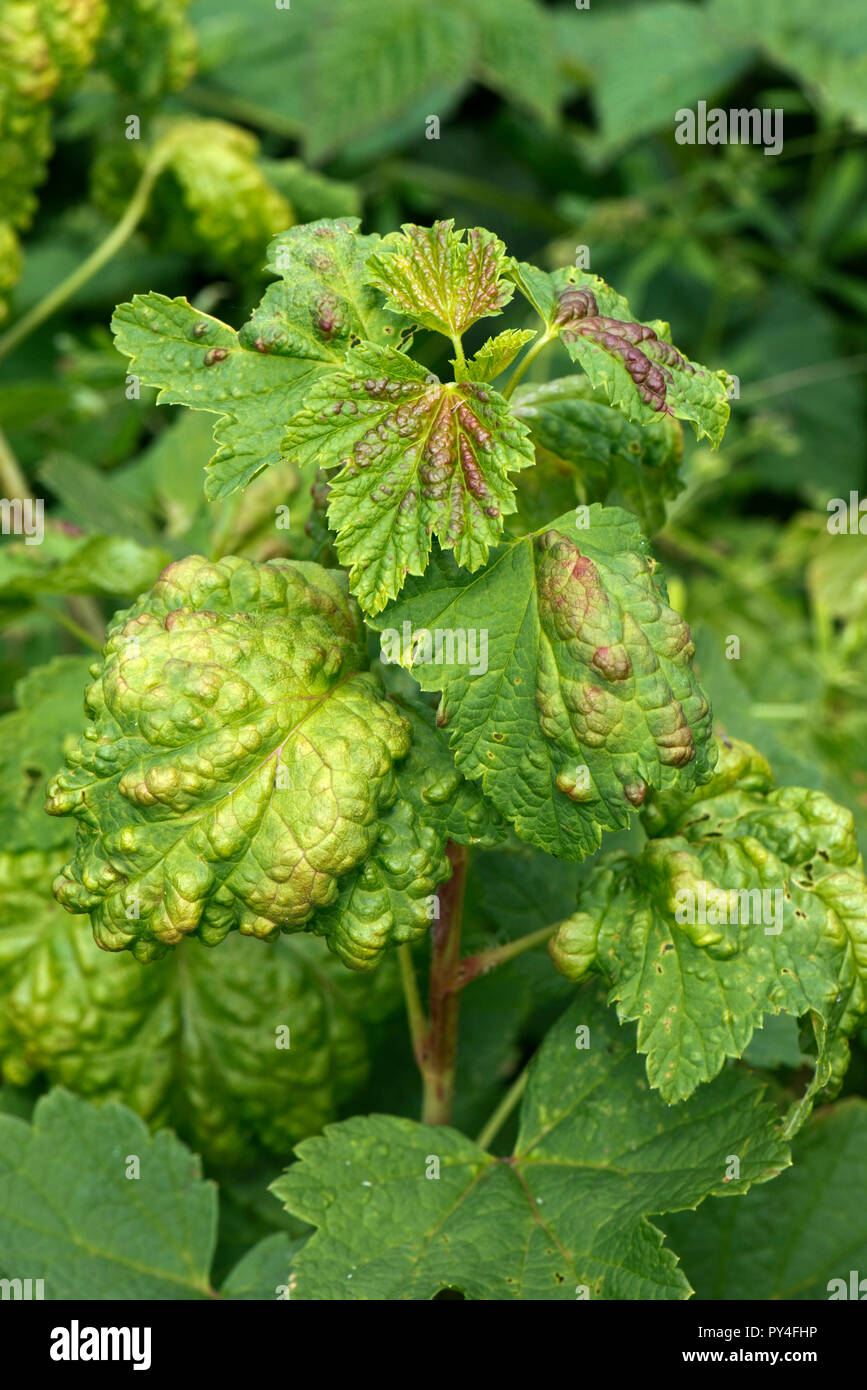 Damage to the leaves of a currant, Ribes sp., caused by currant blister ...