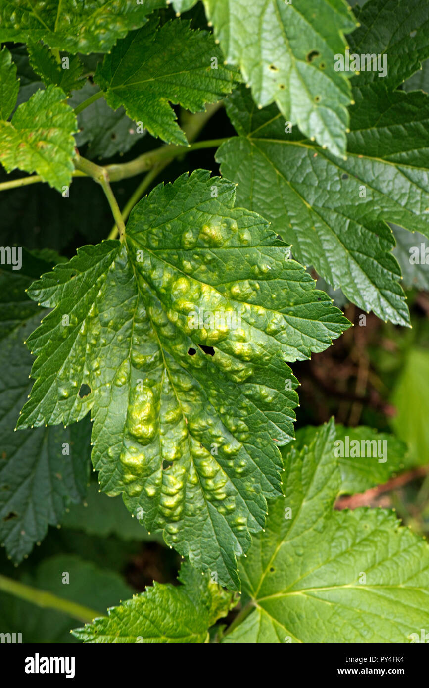 Damage to the leaves of a currant, Ribes sp., caused by currant blister ...