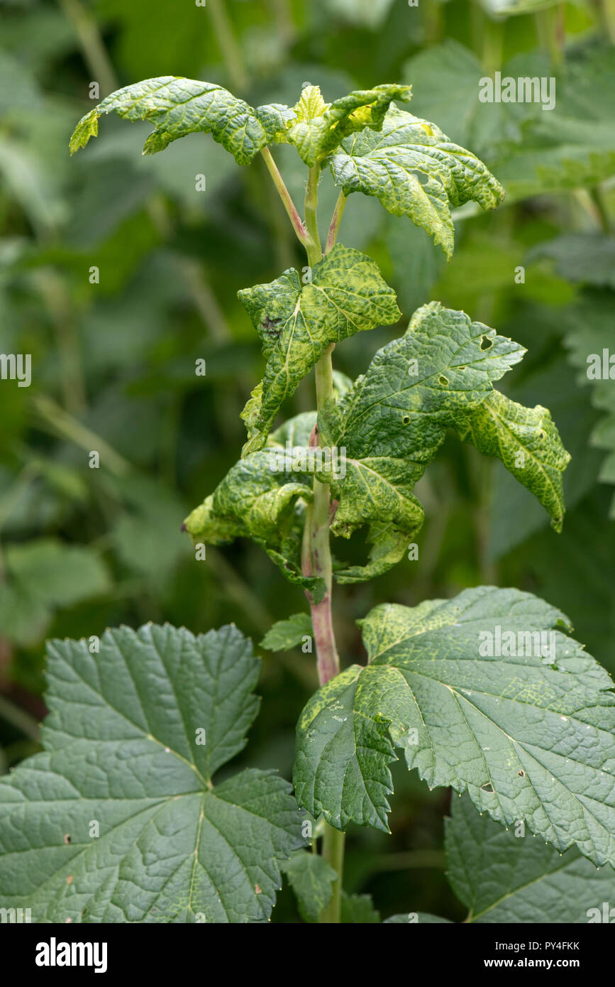 Mottling hi-res stock photography and images - Alamy