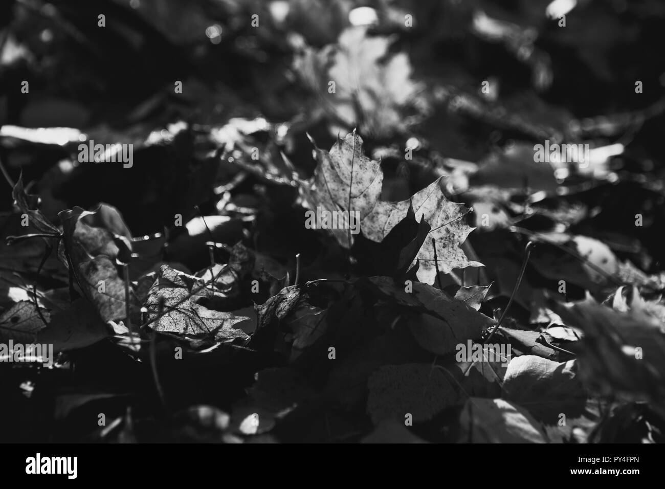 Foliage border brown Black and White Stock Photos & Images - Alamy