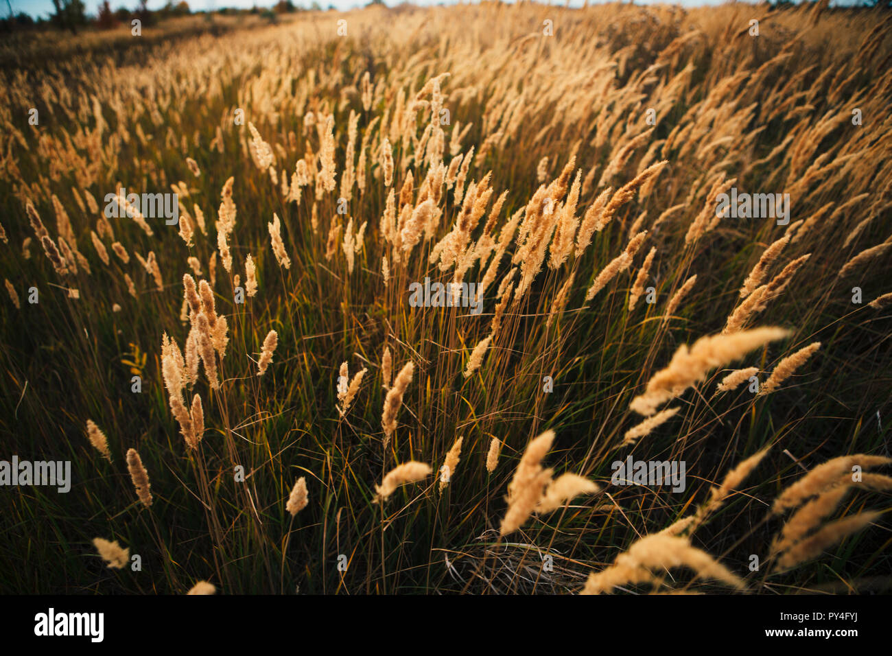 beautiful autumn field several spike close up Stock Photo - Alamy